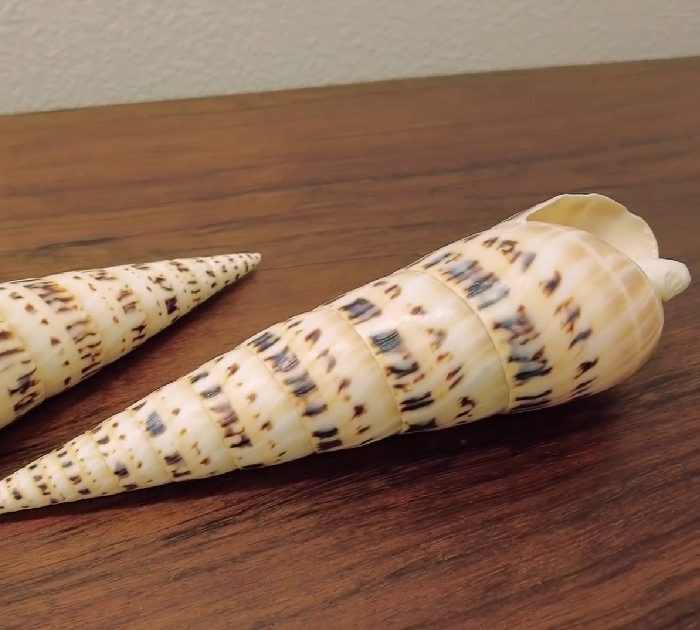 Man pours molten metal into a seashell to create a stunning piece of art