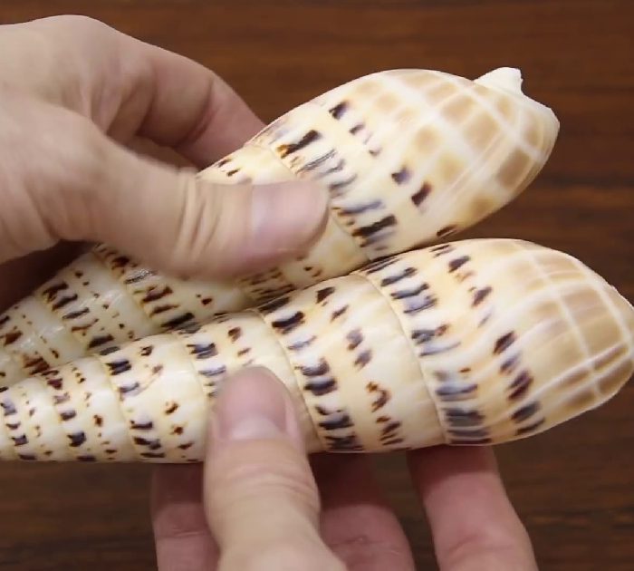 Man pours molten metal into a seashell to create a stunning piece of art