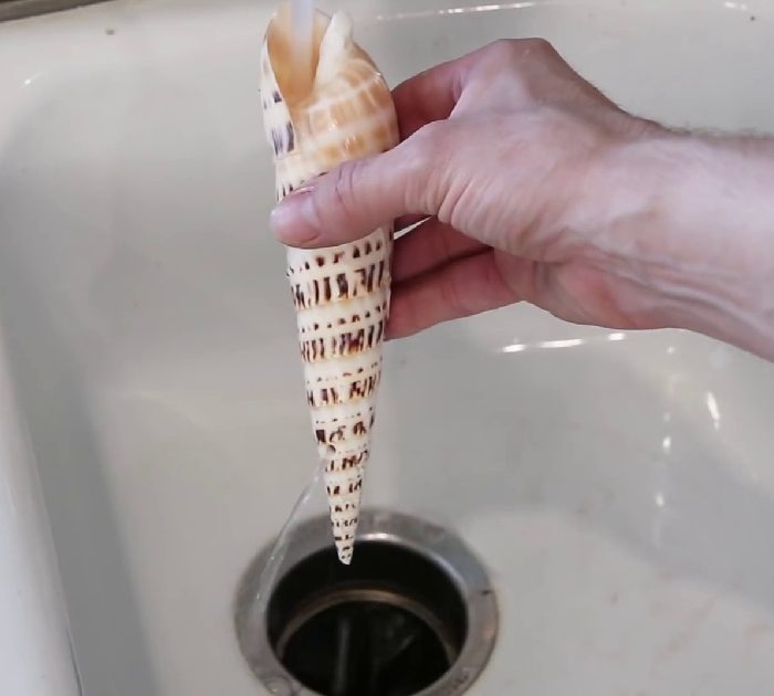 Man pours molten metal into a seashell to create a stunning piece of art