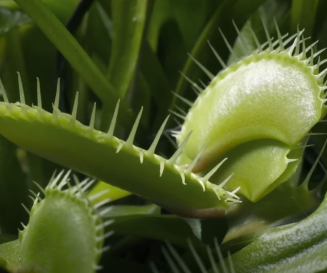 6 strange fly-eating plants and how to grow them in your home