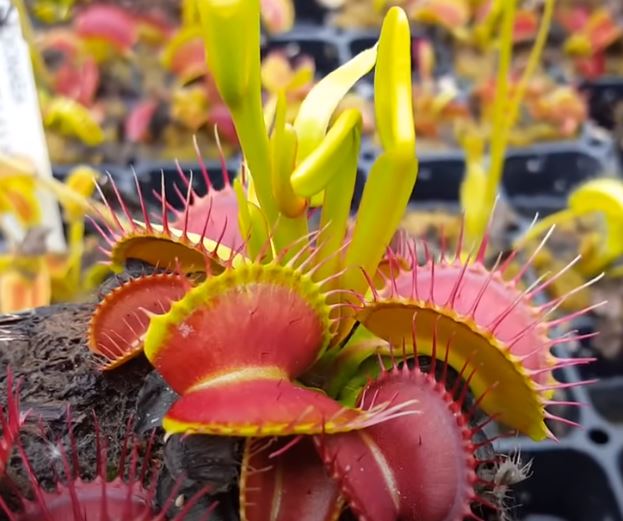 6 strange fly-eating plants and how to grow them in your home