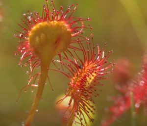 6 strange fly-eating plants and how to grow them in your home