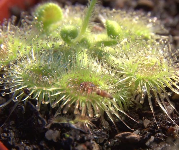 6 strange fly-eating plants and how to grow them in your home