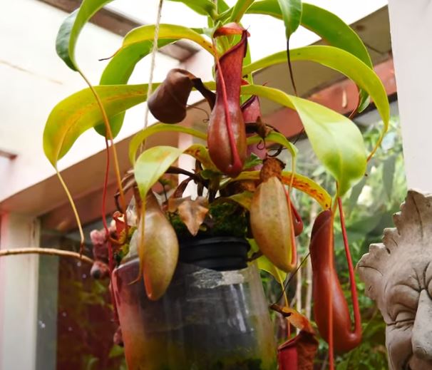 6 strange fly-eating plants and how to grow them in your home