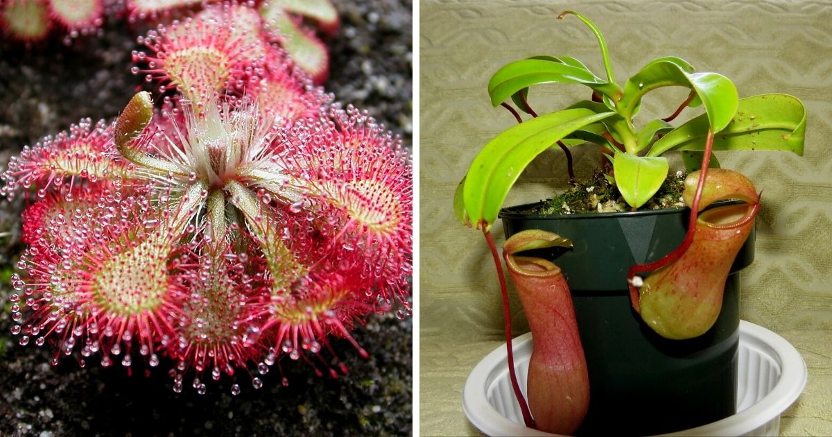 6 strange fly-eating plants and how to grow them in your home