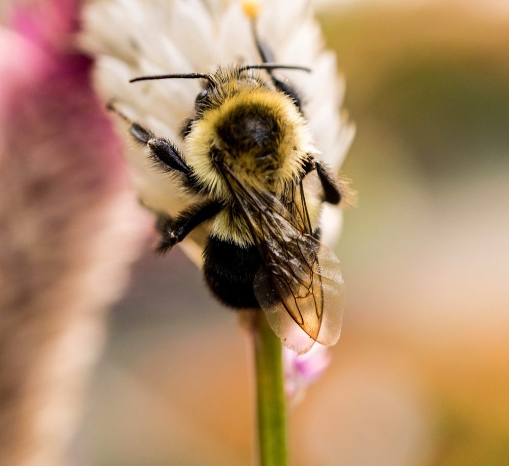 Minnesota wants to pay homeowners to replace lawns with bee-friendly ...