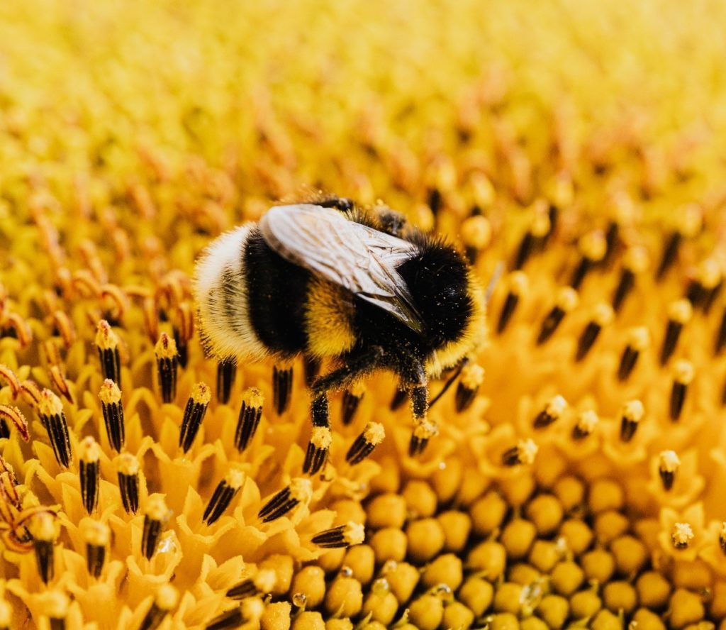 Minnesota wants to pay homeowners to replace lawns with bee-friendly ...