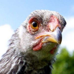 Some people decorate their chicken coops to look like KFC and it’s ...