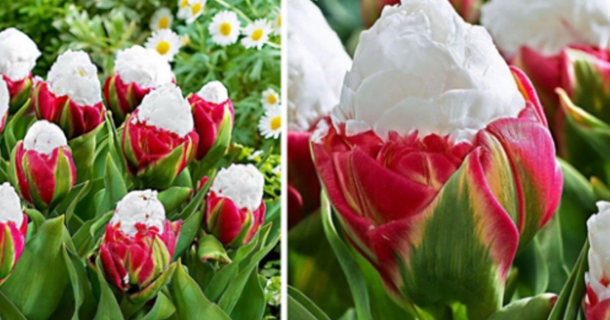 Rare and beautiful ‘ice cream tulips’ are a spring lover’s delight