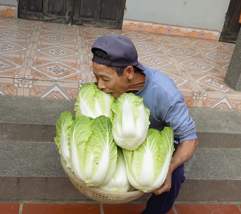 Tips to grow a continual supply of Napa cabbage