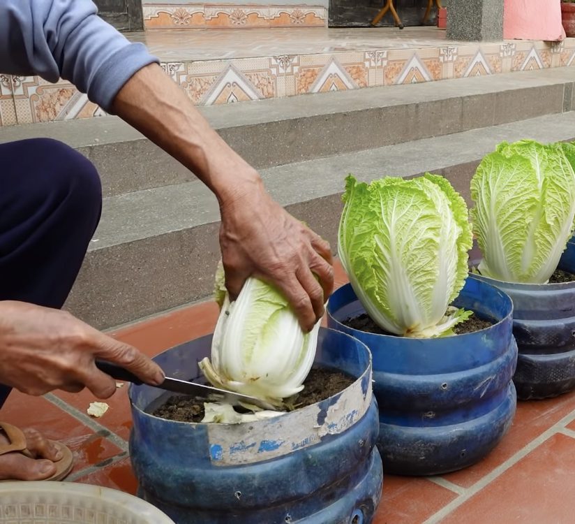 Tips to grow a continual supply of Napa cabbage
