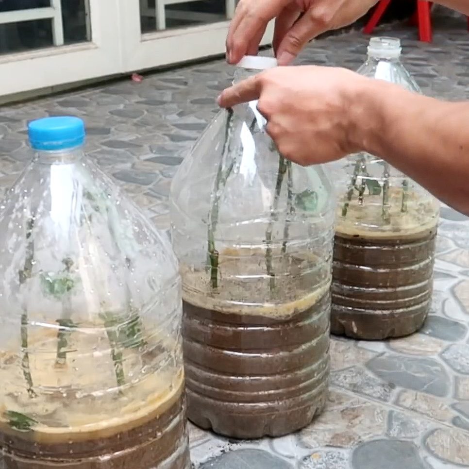 Root rose cuttings in plastic bottles in ten days