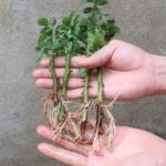 Root rose cuttings in plastic bottles in ten days