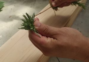 Gardener shares the two simplest ways people can grow rosemary from ...