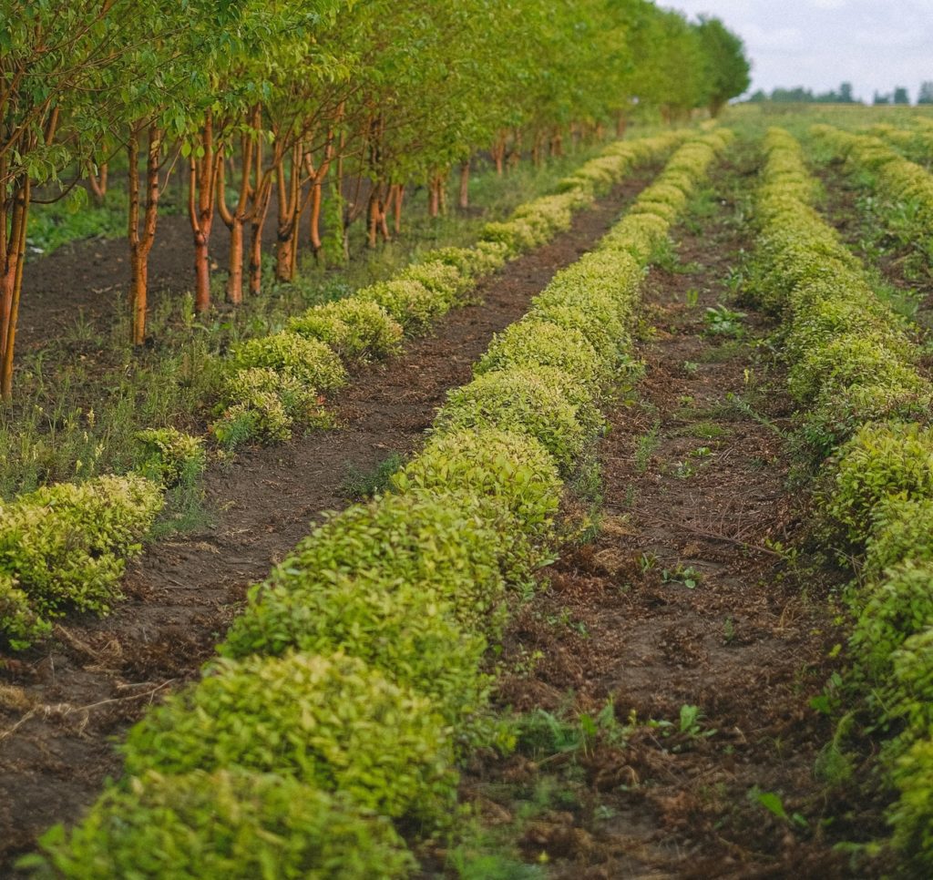 Common gardening practices experienced gardeners claim we should avoid