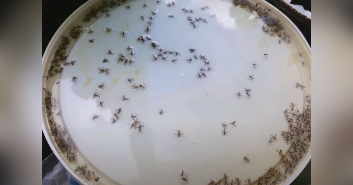 Man uses four common kitchen items in simple recipe to get rid of pesky ...