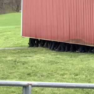 Hundreds of Amish men use their bare hands to lift barn and bring it to ...