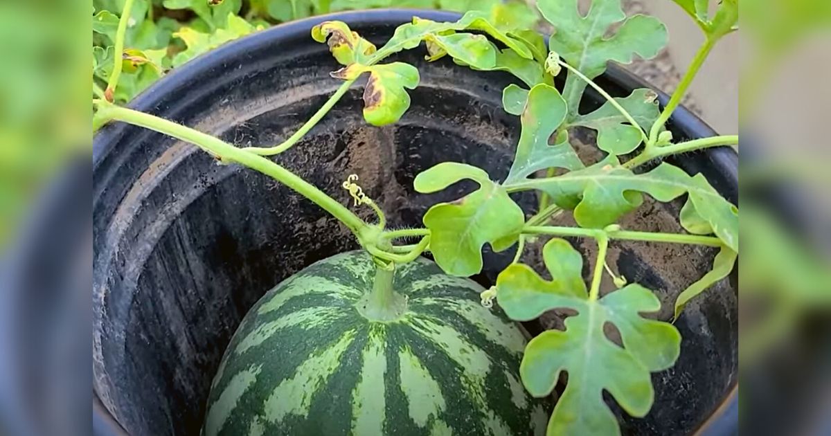 Farmer shares 5-second tip to check if watermelons are ripe