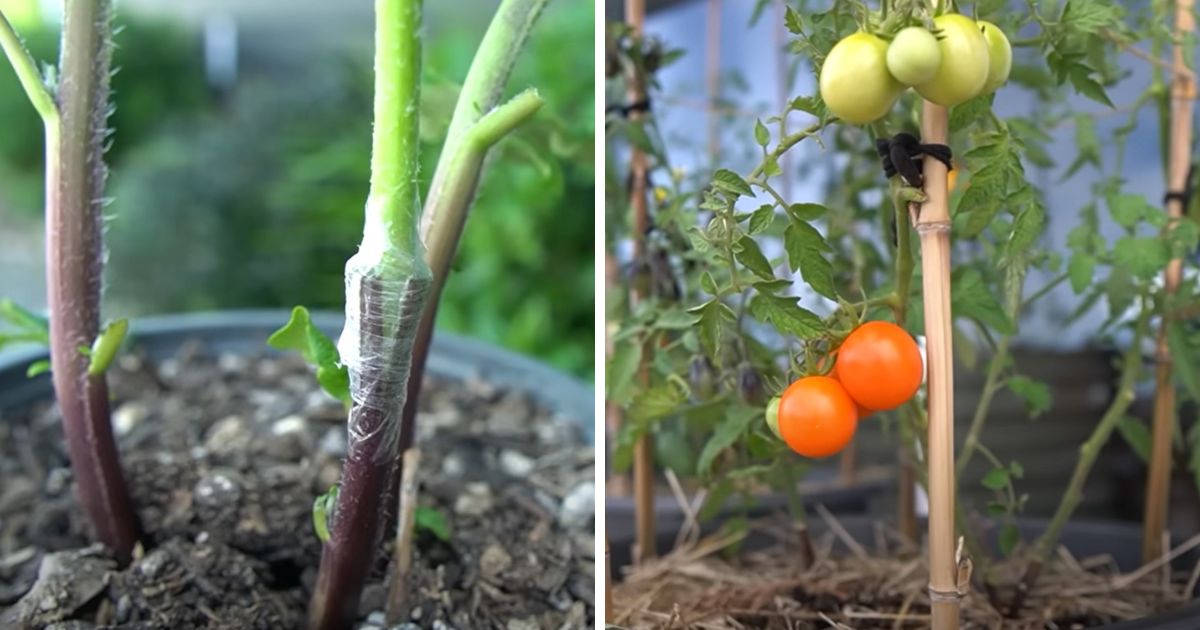 Grow tomatoes and potatoes on same plant