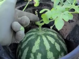 Farmer shares 5-second tip to check if watermelons are ripe