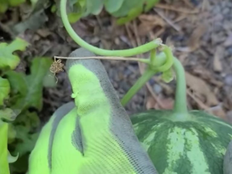 Farmer shares 5-second tip to check if watermelons are ripe