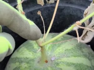 Farmer shares 5-second tip to check if watermelons are ripe