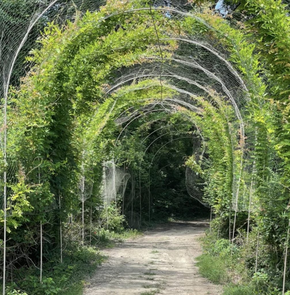Man sick of pruning makes structure & lets vines take over to form ...