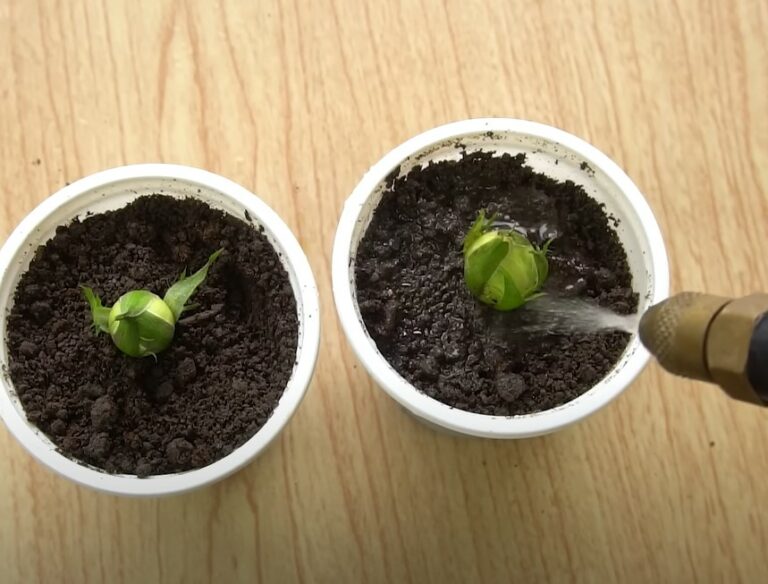 Gardener’s video shows how to easily grow yellow roses from rose bud ...