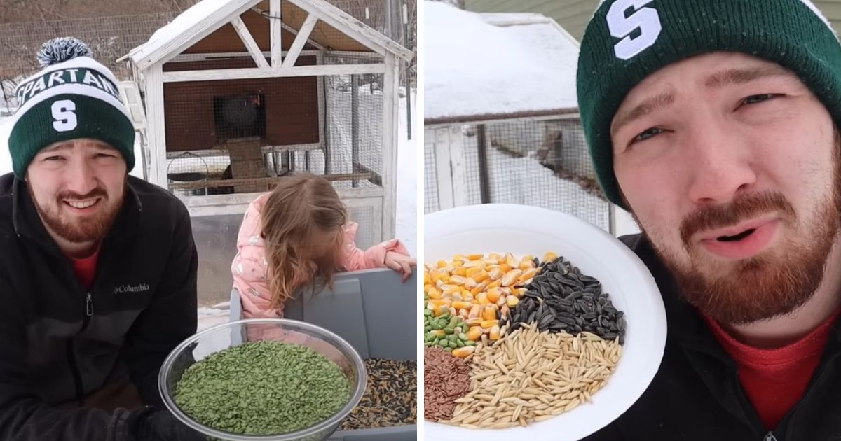 Homesteader shares 5-ingredient recipe for homemade chicken feed to get ...