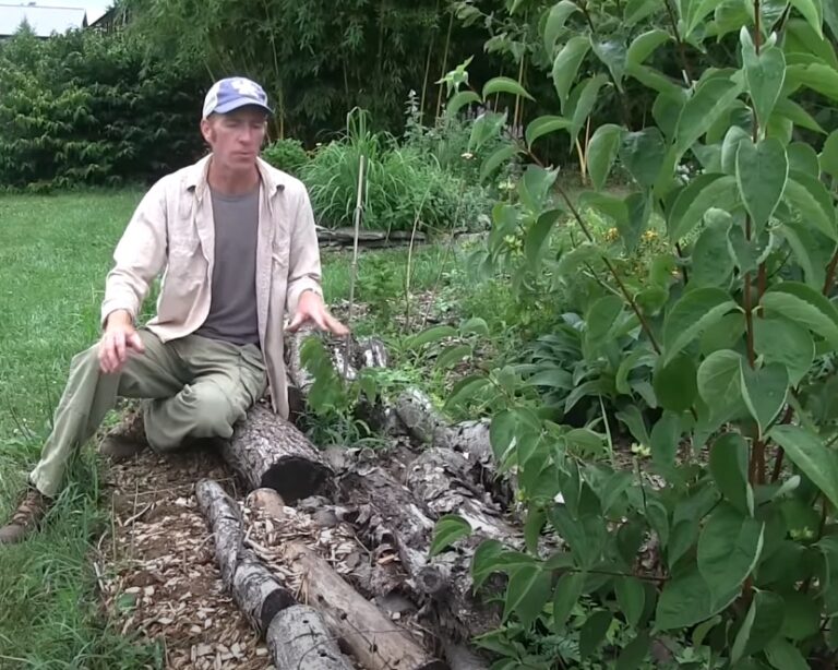 Man shares 10 low-maintenance high-yield backyard projects to make ...