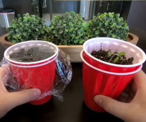 Man shows how to germinate seeds faster with easy “double cup” planting ...