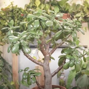 Gardener shows the easiest way to turn your jade houseplant into a ...