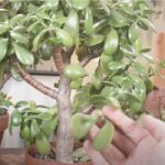 Gardener shows the easiest way to turn your jade houseplant into a ...