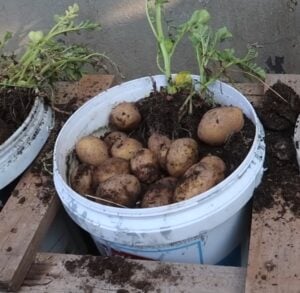 Man shows how to grow a mountain of potatoes in 5-gallon buckets