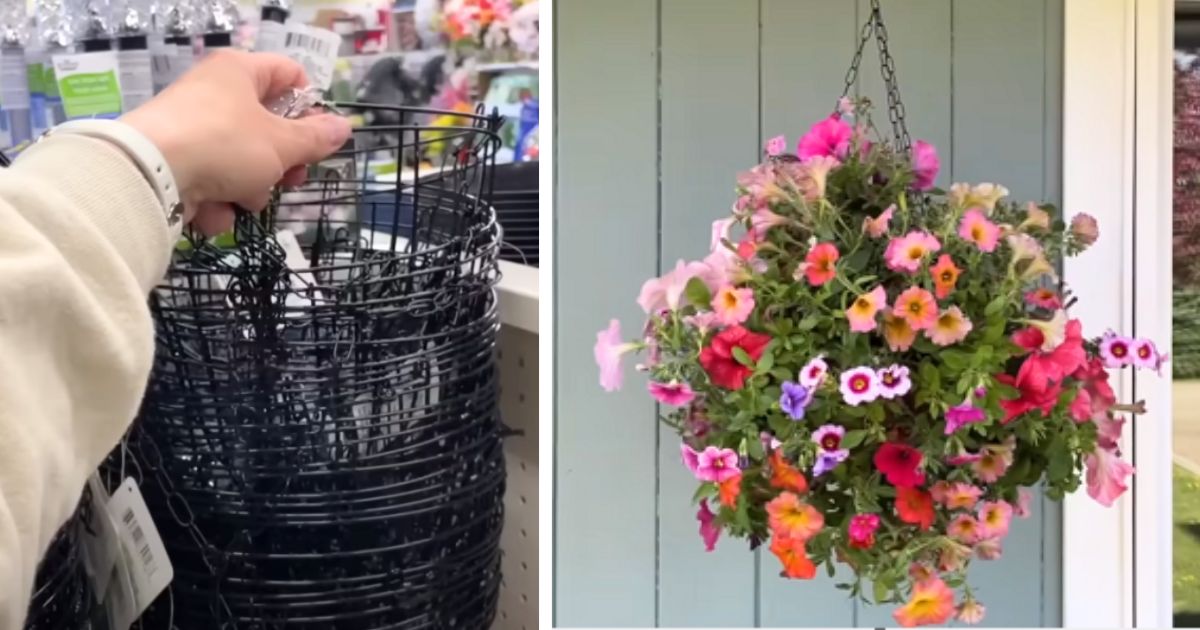 Gardener shares how to make incredible hanging baskets with Dollar ...