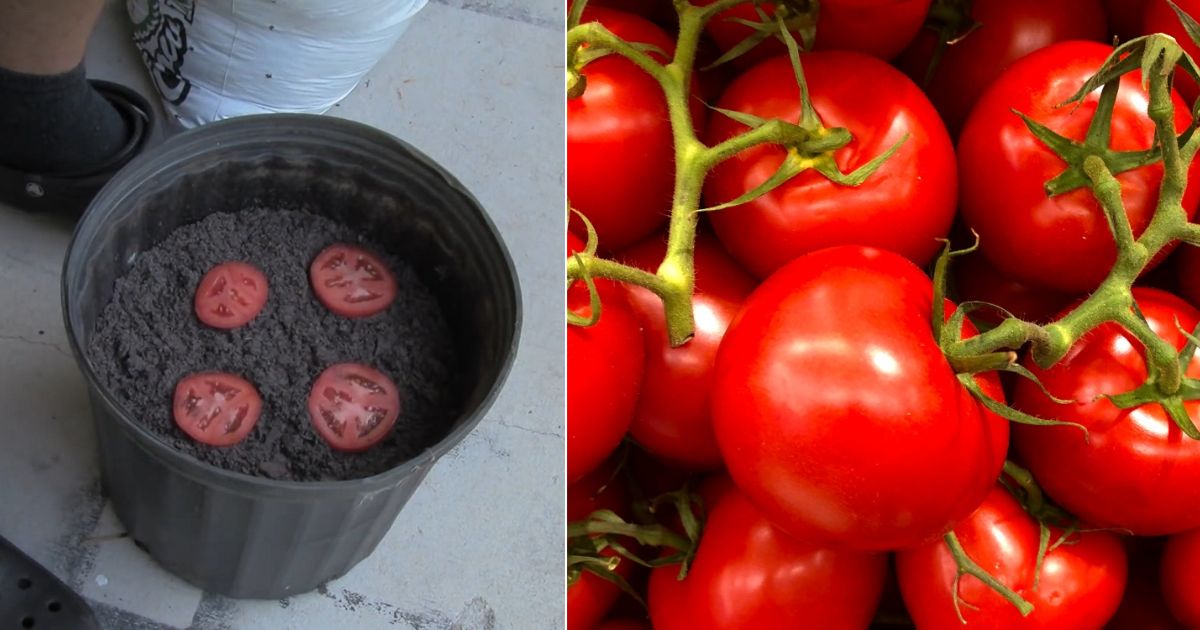 Man shows how to grow an endless supply of tomatoes with only some ripe ...