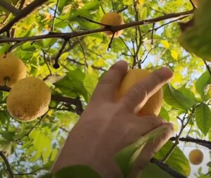 Dad sticks a pool noodle onto a rake to show brilliant trick everyone ...