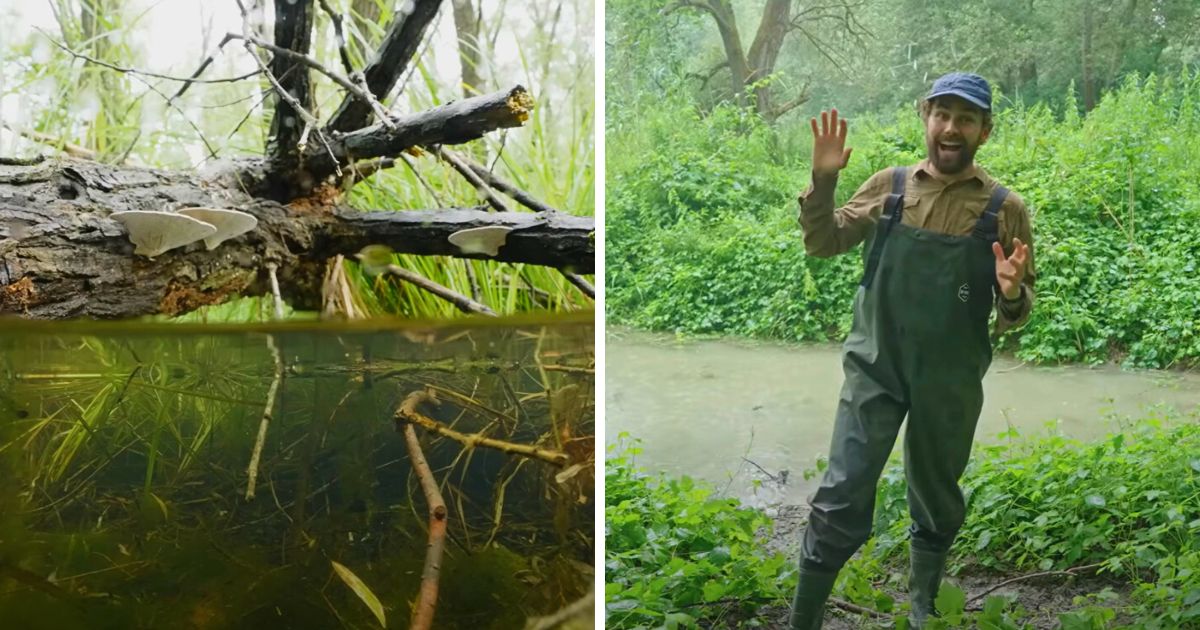 Couple flood forest and film the effects over a year later and the ...