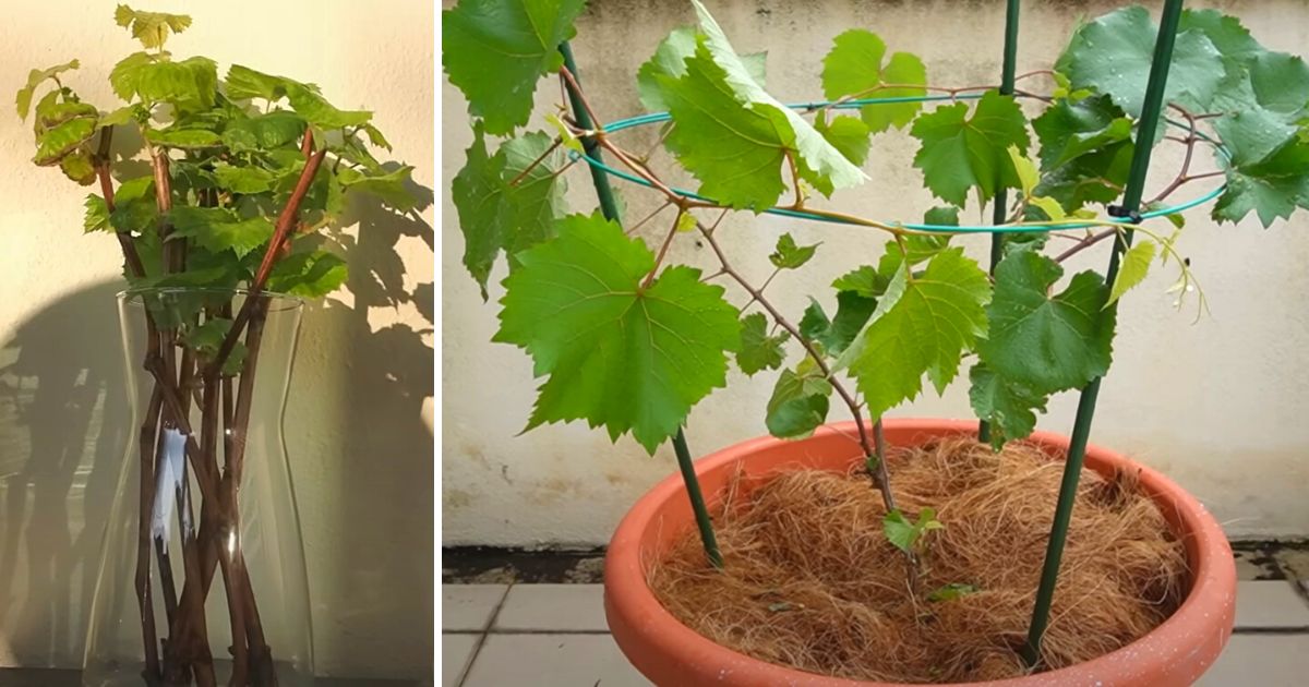 Gardener shows how he uses cuttings from grape vines to grow his own ...