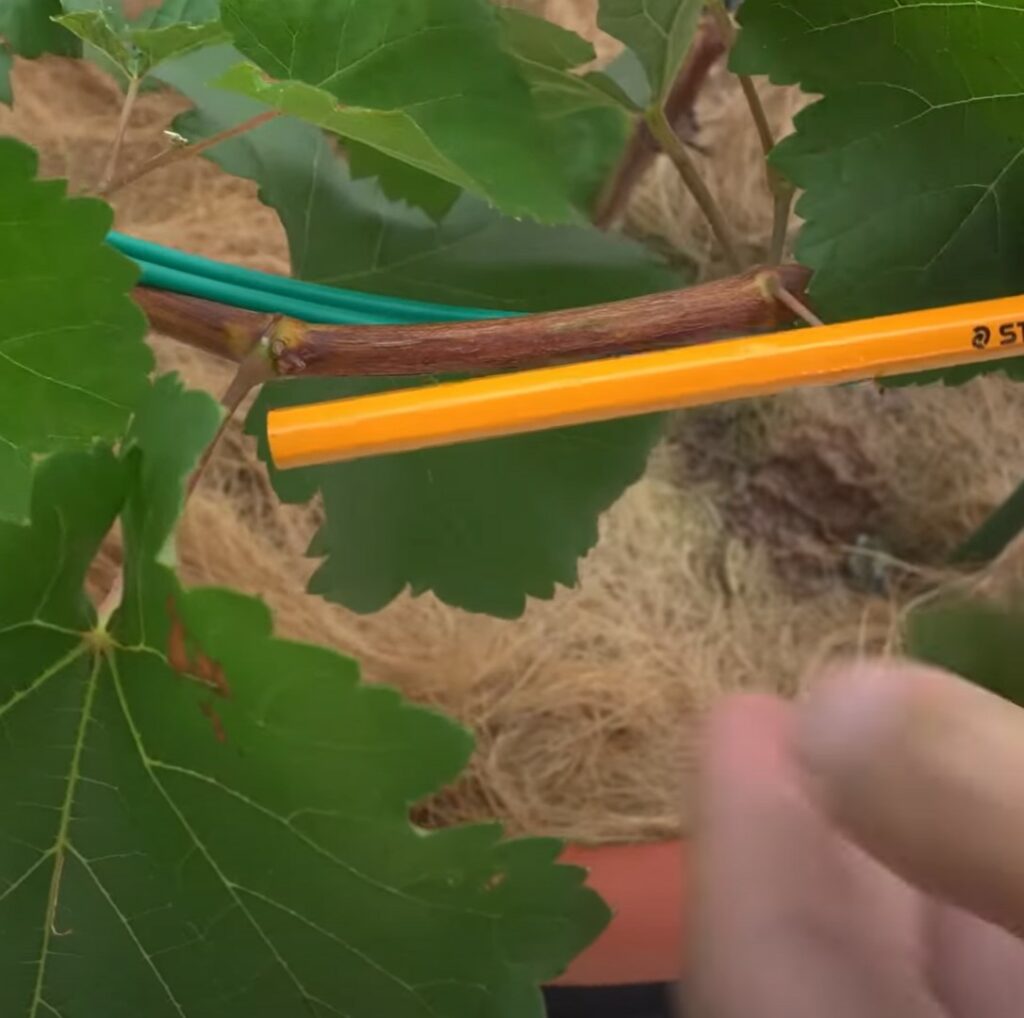 Gardener shows how he uses cuttings from grape vines to grow his own ...