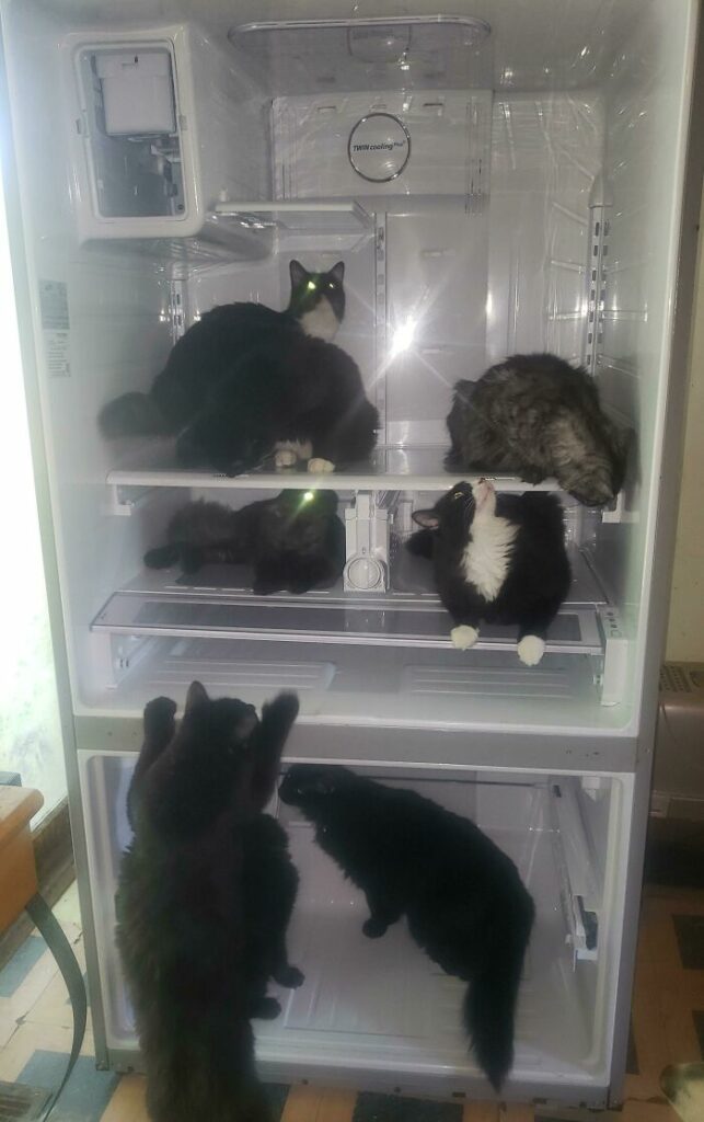 35 pics of the most hilariously unexpected things found in fridges
