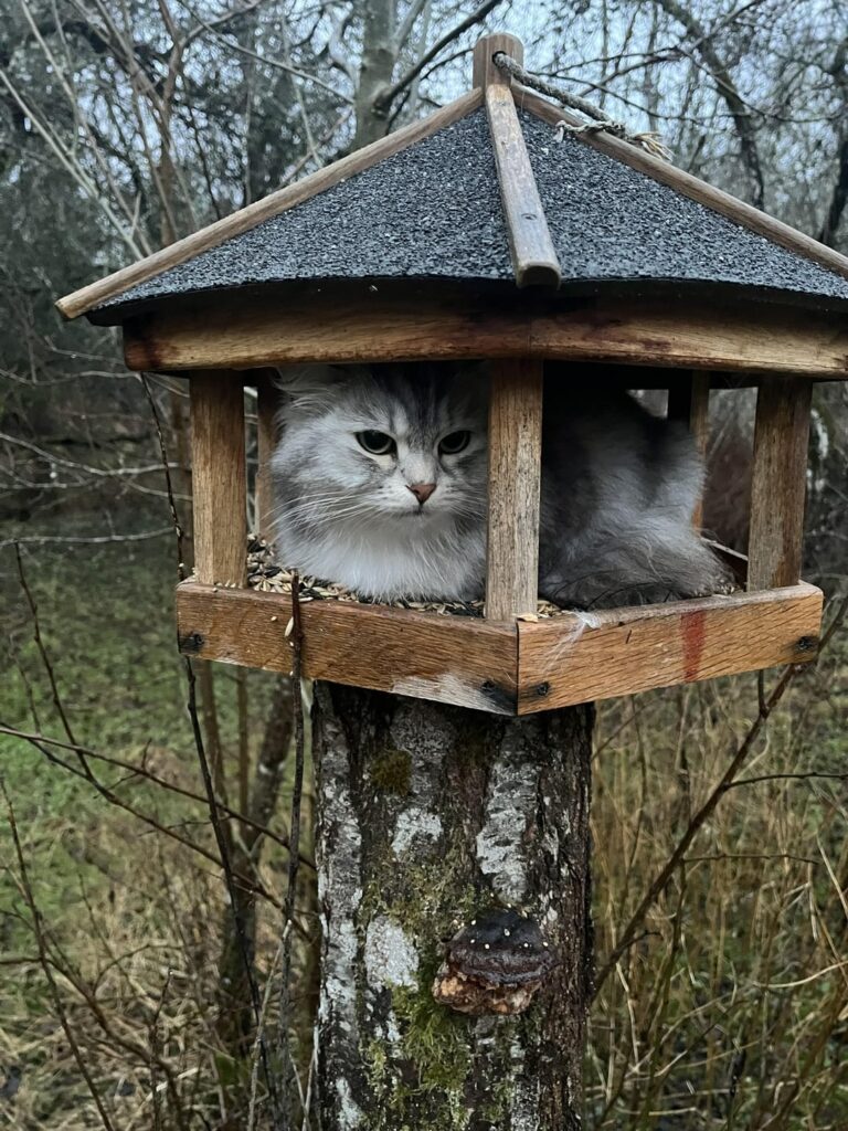 Experts share 30 hacks to make your feeders irresistible to birds