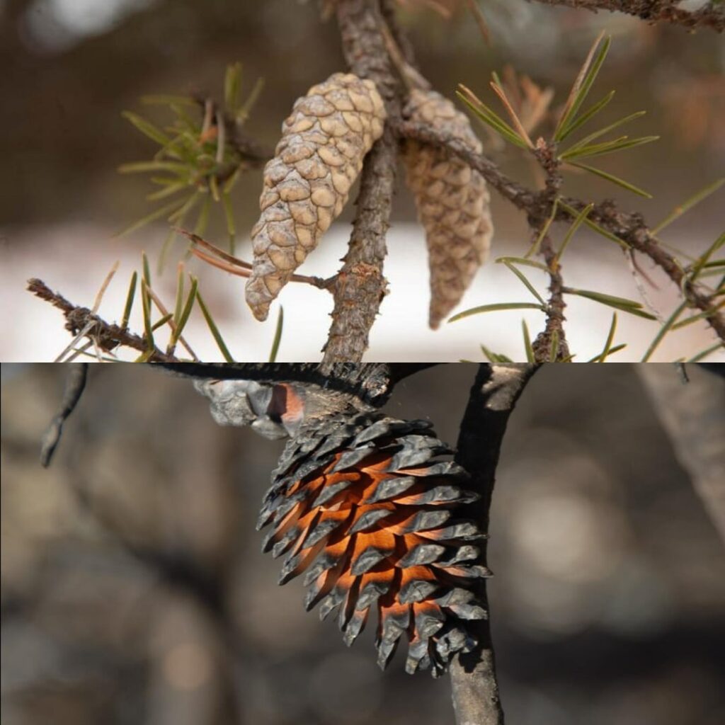 Here’s why you should hang a pine cone near your back door