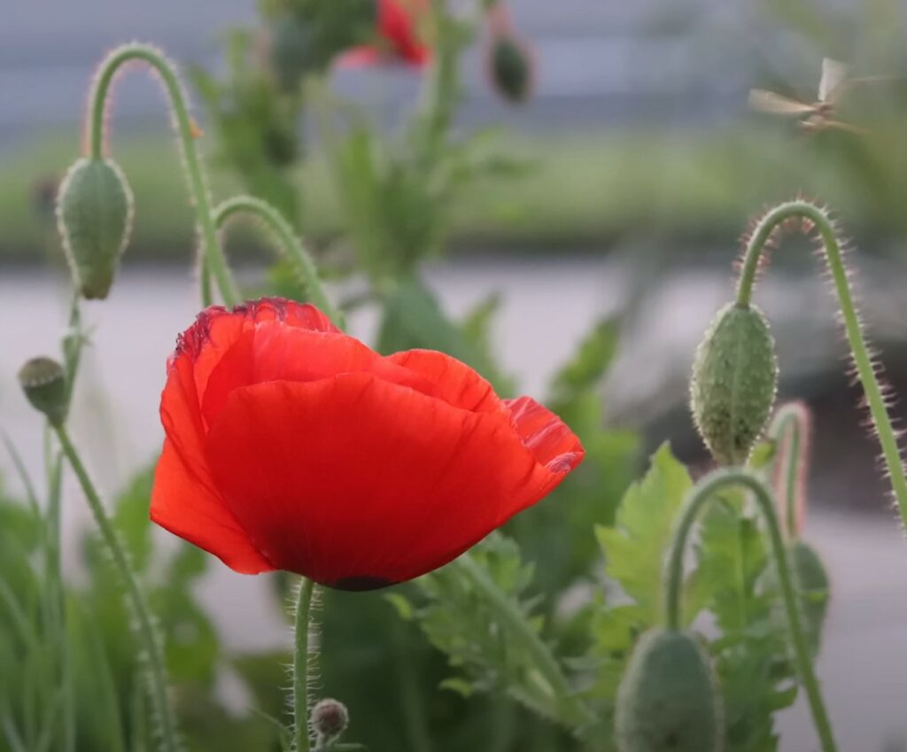 Young gardener shows how to easily grow a “double strip poppy garden ...