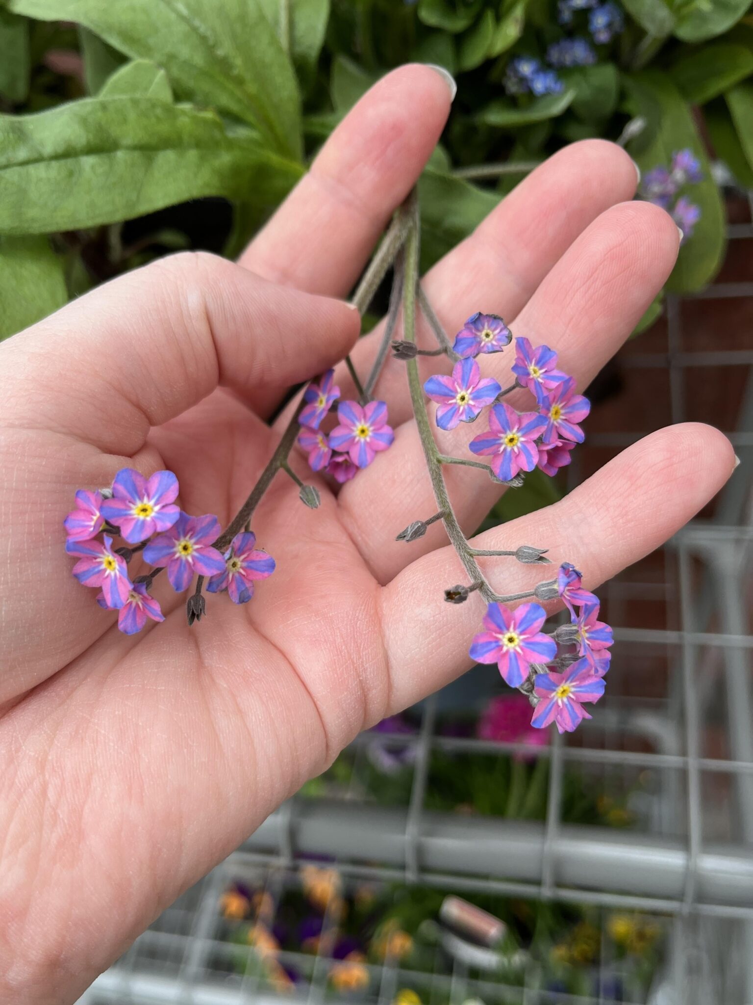 20+ Perennials you should never plant next to each other