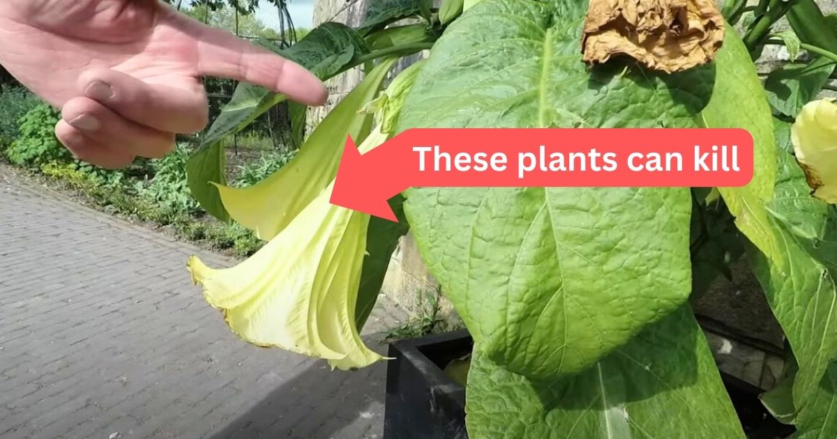 30 of the Most Poisonous Plants Hiding in Your Backyard