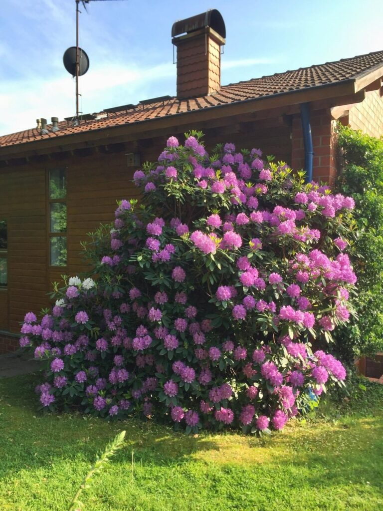 30 of the Most Poisonous Plants Lurking in Your Backyard