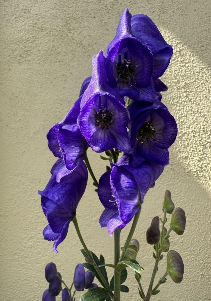 30 of the Most Poisonous Plants Lurking in Your Backyard