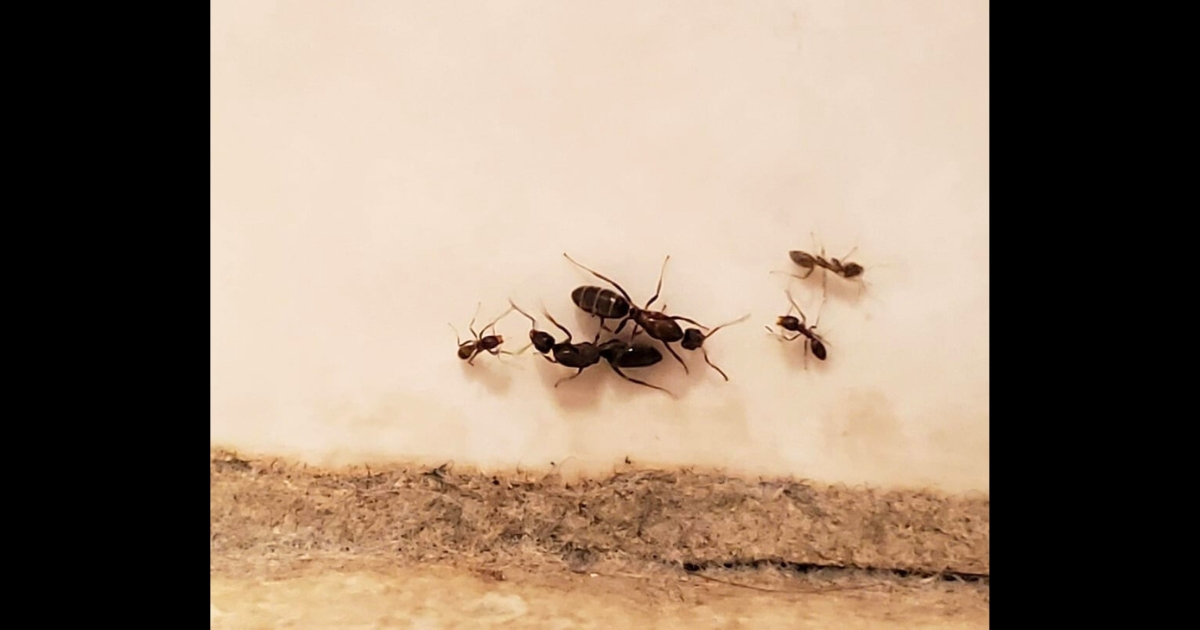 10+ Super Easy Tricks to Finally Banish Ants For Good