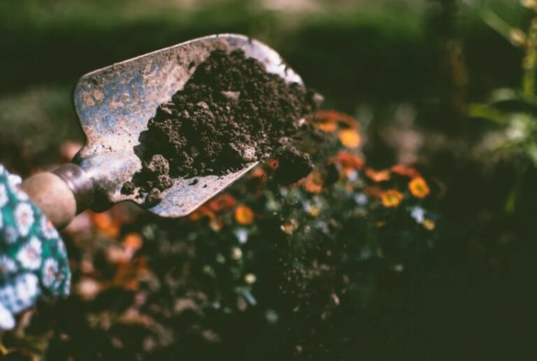 Here’s what the color of your garden soil actually means